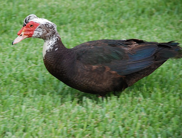 Mohawk Duck Photograph by Rob Hans