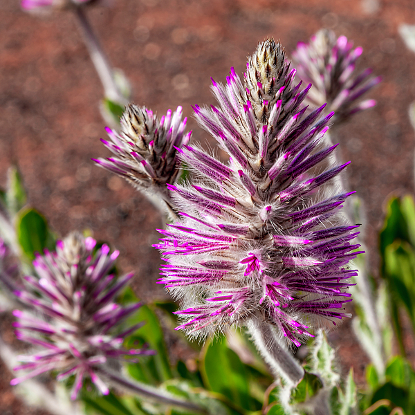 Mulla Mulla Photograph by Robert Caddy