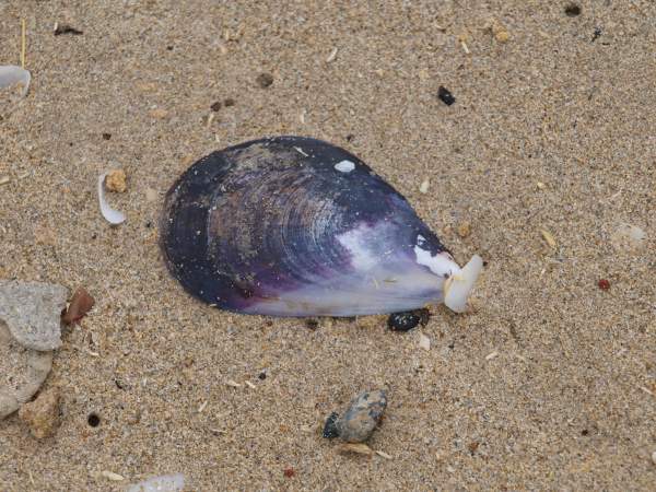 Online Art Contest - Shells | Fine Art America