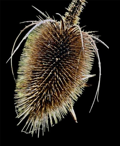 Online Art Contest - Still Beautiful | Fine Art America