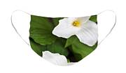 White Trillium Flowers Photograph by Christina Rollo - Fine Art America