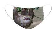 Two toed sloth hanging in tree Digital Art by Patricia Hofmeester ...