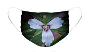 Painted Trillium Photograph by Grace Grogan - Fine Art America