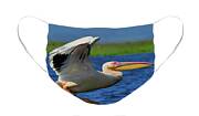 Great White Pelican Photograph by Tony Beck - Fine Art America
