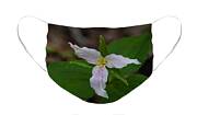 Pink Trillium Photograph by Grace Grogan - Fine Art America