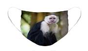 White Faced Capuchin Monkey Costa Rica III Photograph by Joan Carroll ...