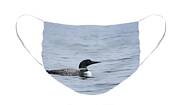 Common Loon Photograph by Susan McMenamin - Fine Art America