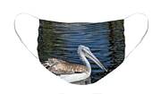 Brown Pelican 2 Photograph by Elisabeth Lucas - Fine Art America